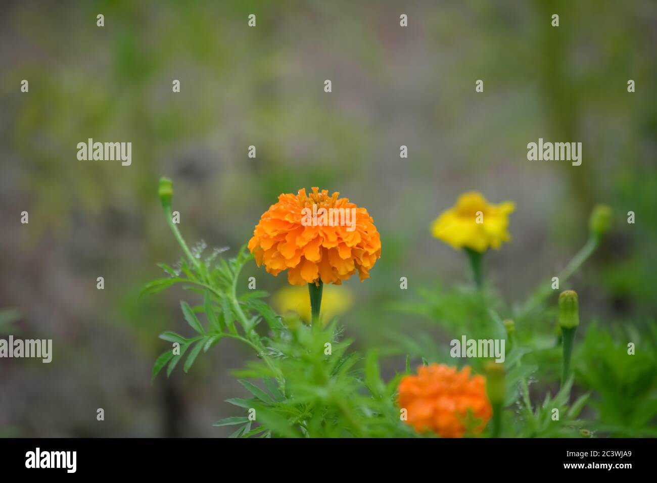 Beautiful marigold flowers hi-res stock photography and images - Alamy