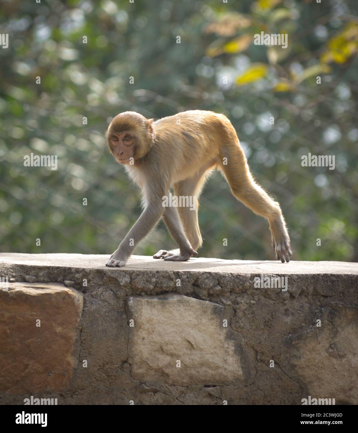 Crazy Looking Monkeys