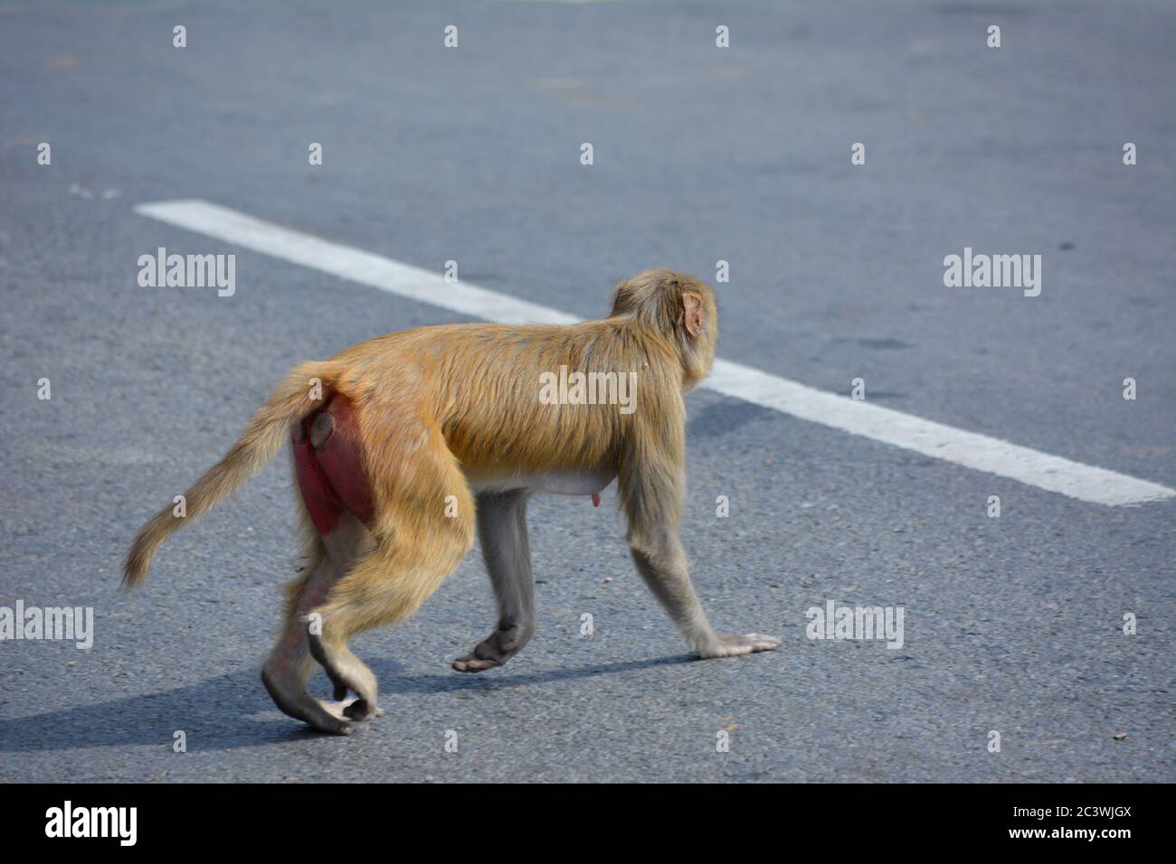 Saving animals hi-res stock photography and images - Alamy