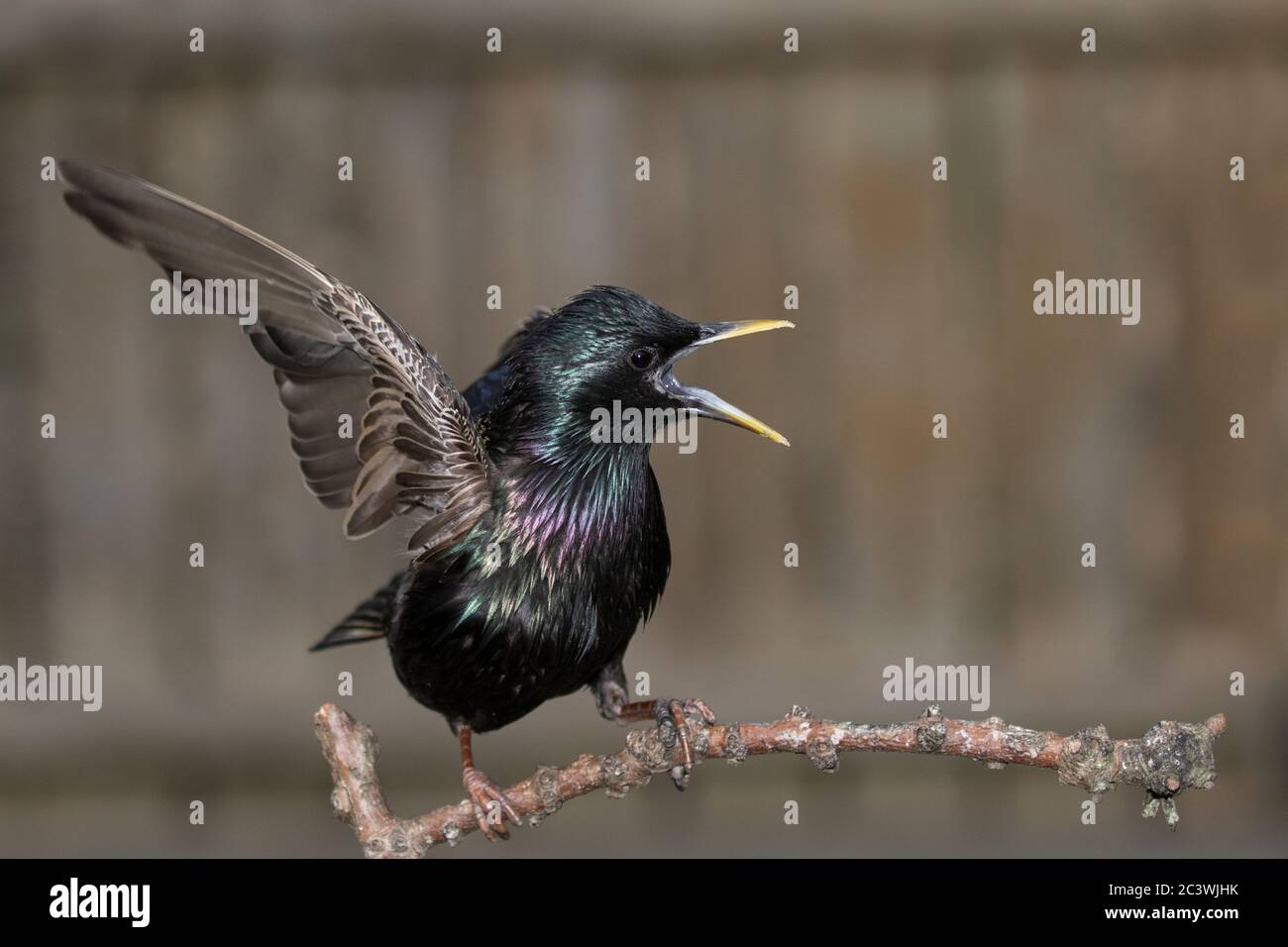 Common Starlings fighting Stock Photo - Alamy