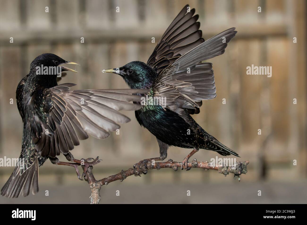 Common Starlings fighting Stock Photo - Alamy