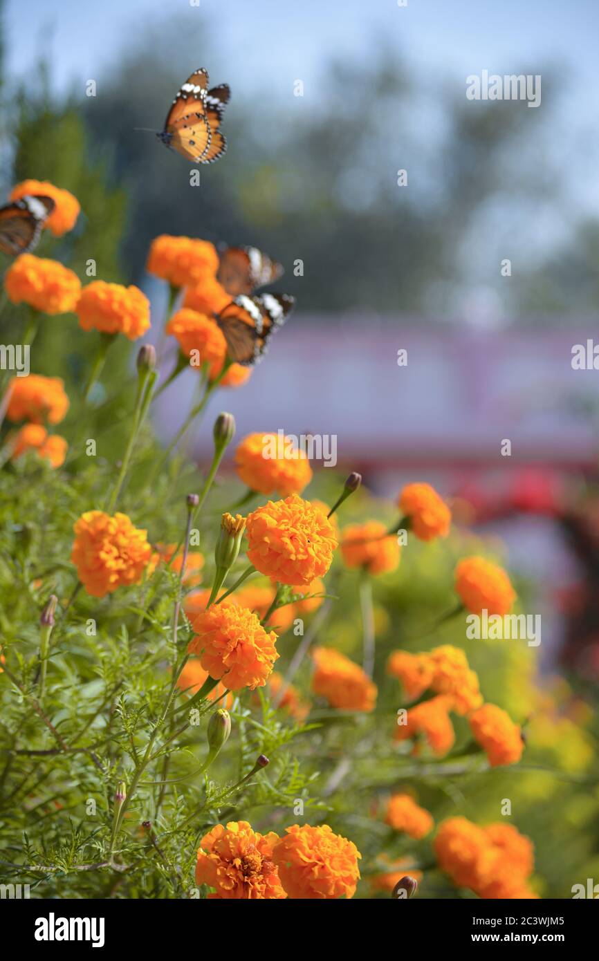 Beautiful marigold flowers in the garden Stock Photo - Alamy