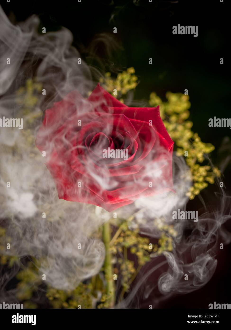 Misty red petals hi-res stock photography and images - Alamy