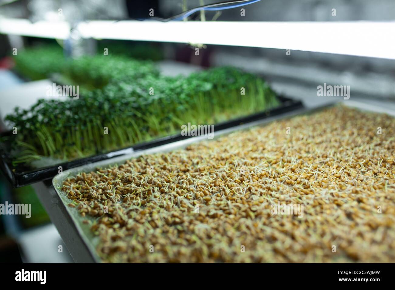 hydroponic farm with sproted wheat and growing vegetables Stock Photo ...