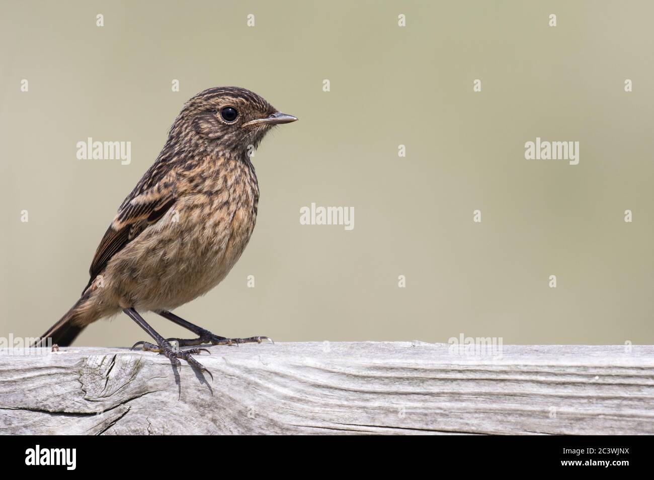 Juvenile stonechat hi-res stock photography and images - Alamy