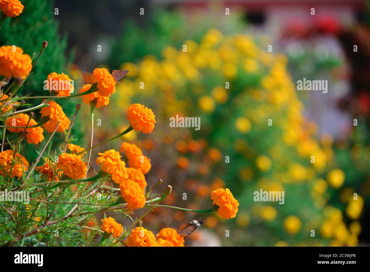 Beautiful marigold flowers in the garden Stock Photo - Alamy
