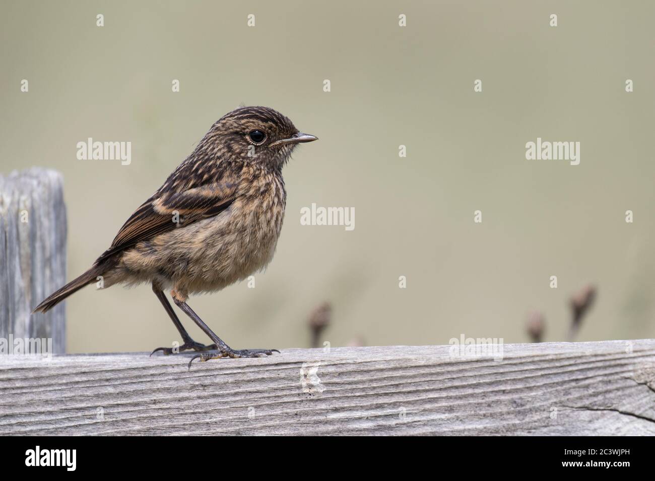 Common Stonechat (juvenile Stock Photo - Alamy