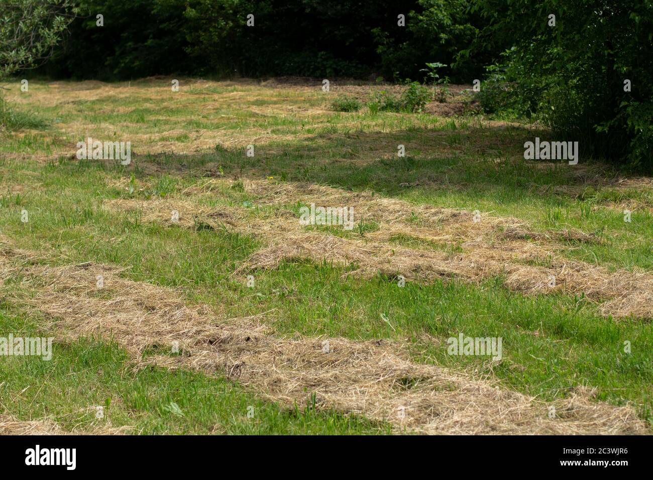 Mowed dry grass texture hi-res stock photography and images - Alamy