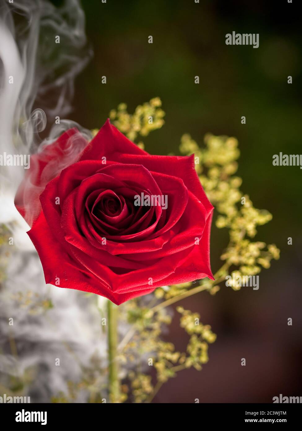 Mysterious bouquet hi-res stock photography and images - Alamy