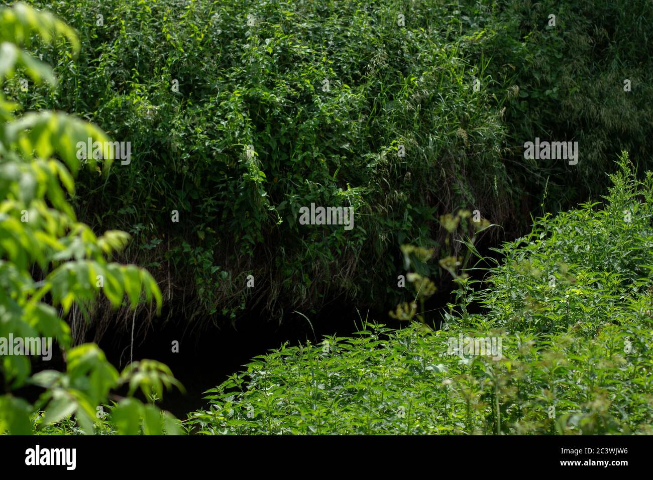 green trees and bushes in summer in sun Stock Photo - Alamy