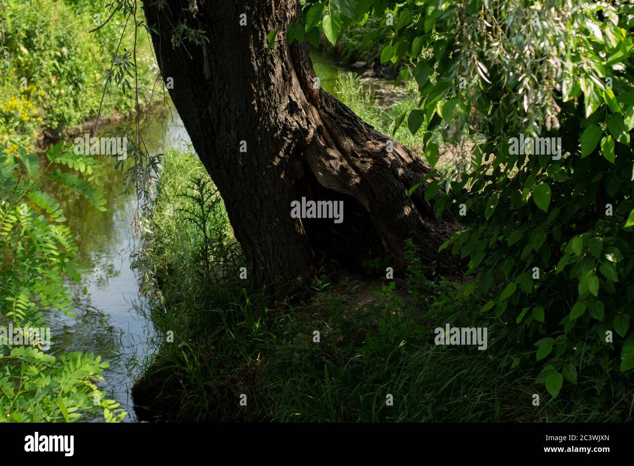 small river in park with trees Stock Photo - Alamy