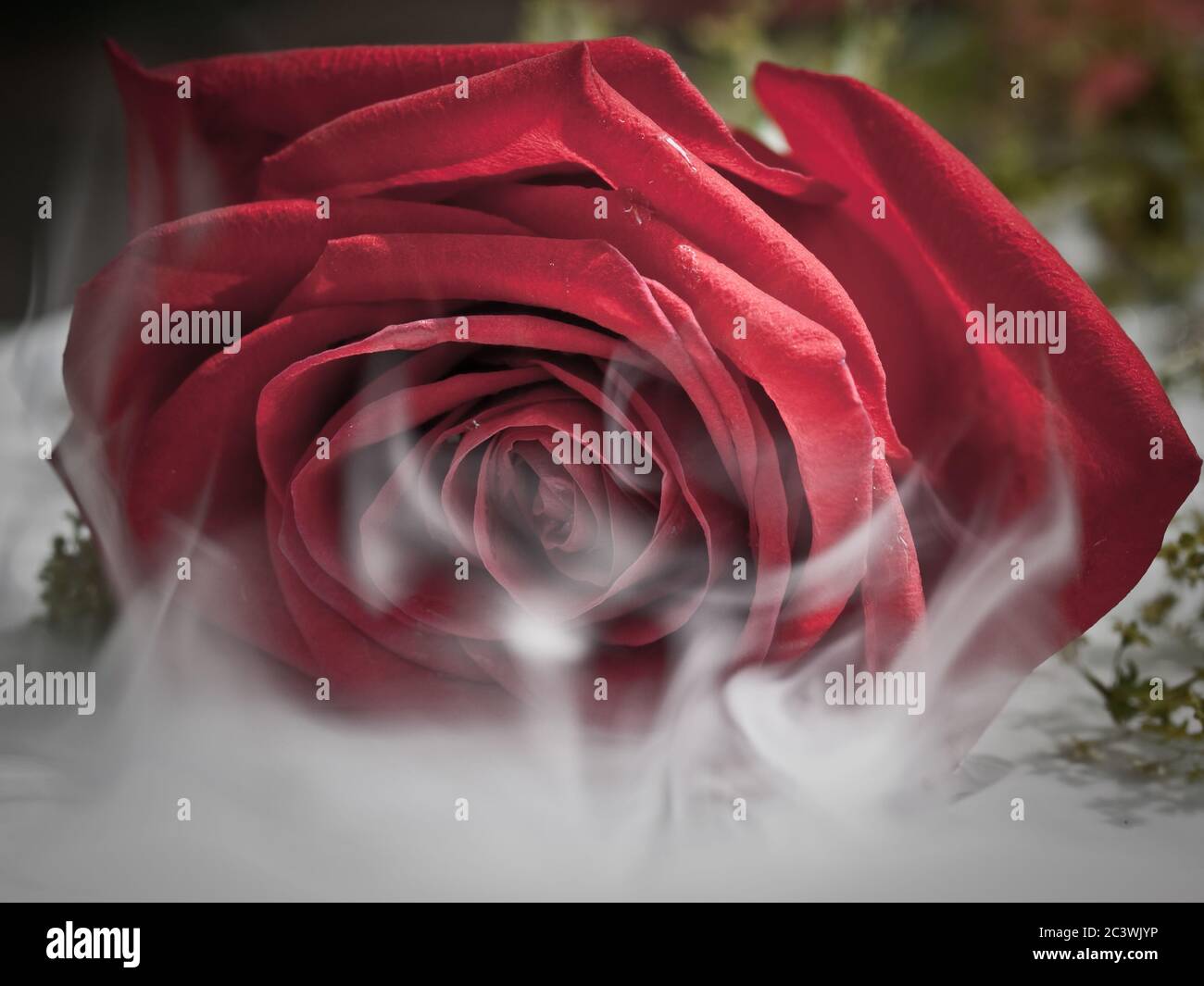 Rose misty hi-res stock photography and images - Alamy