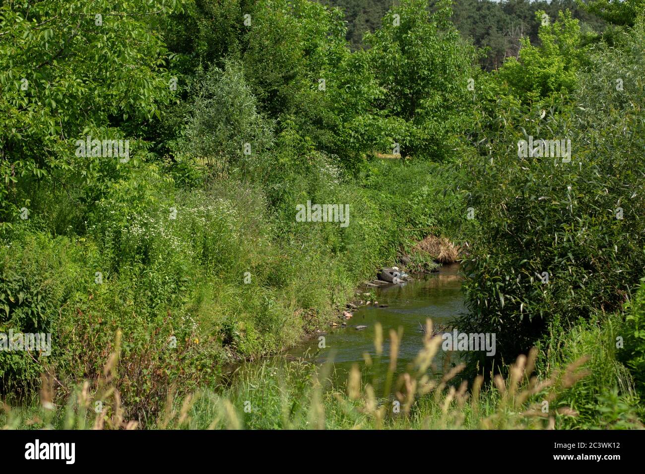 River stones among green vegetation hi-res stock photography and images ...