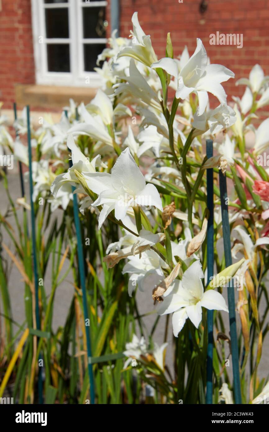 Gladiolus the bride hi-res stock photography and images - Alamy