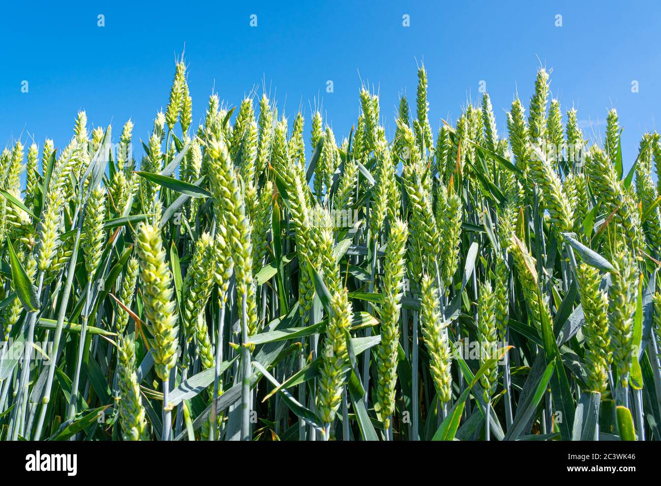 Blue sky and wheat hi-res stock photography and images - Alamy
