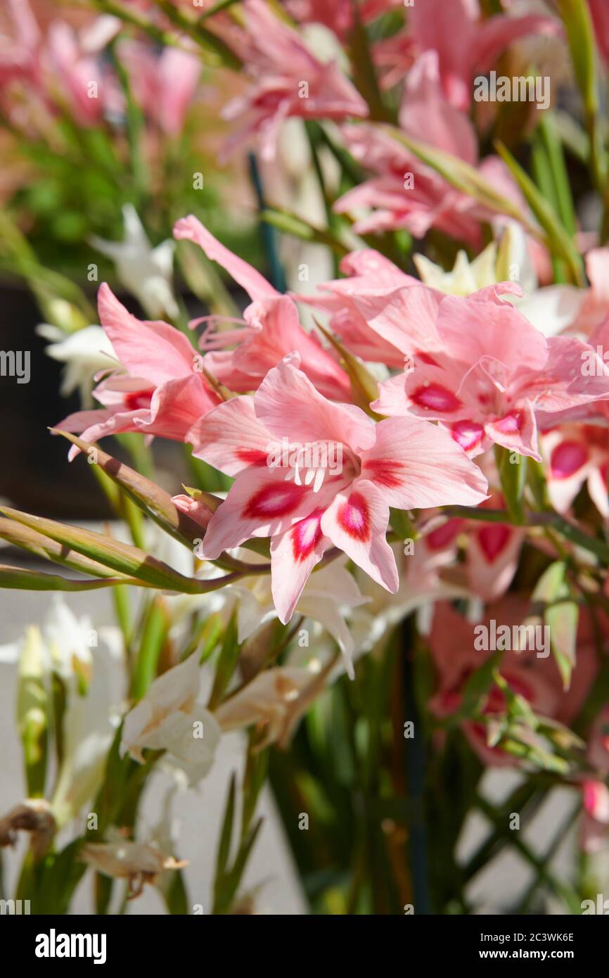 Gladiolus the bride hi-res stock photography and images - Alamy