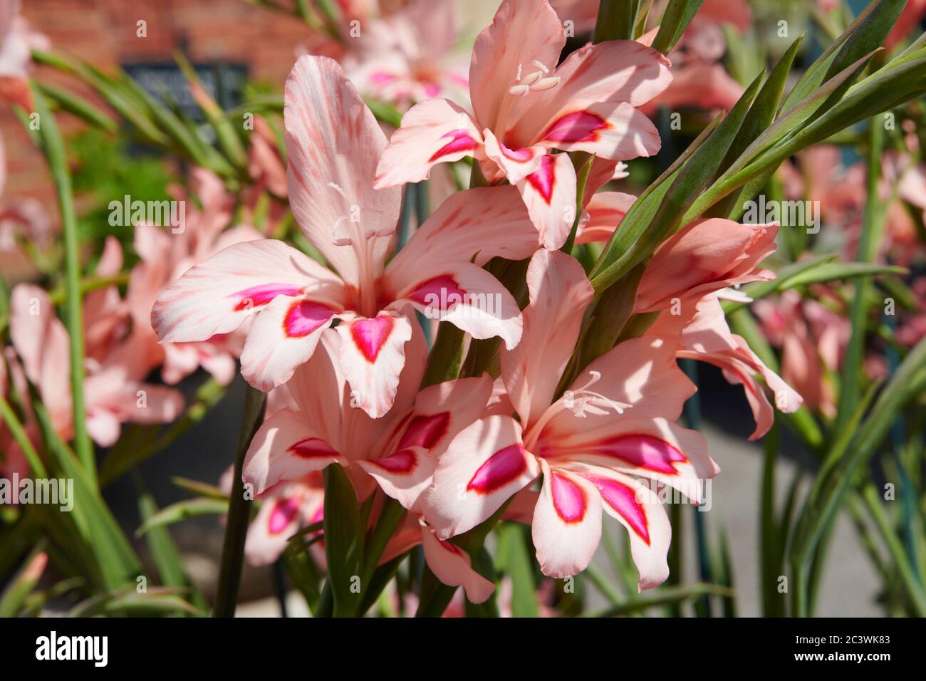 Gladiolus the bride hi-res stock photography and images - Alamy