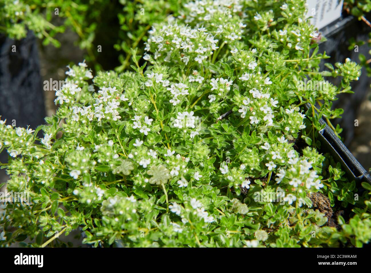 Thyme (Thymus serphyllum “Snowdrift” ) medicinal herb, East Yorkshire ...