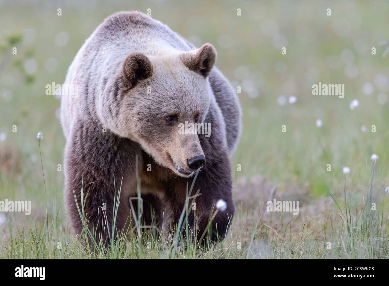 European Brown Bear, Finland Stock Photo - Alamy