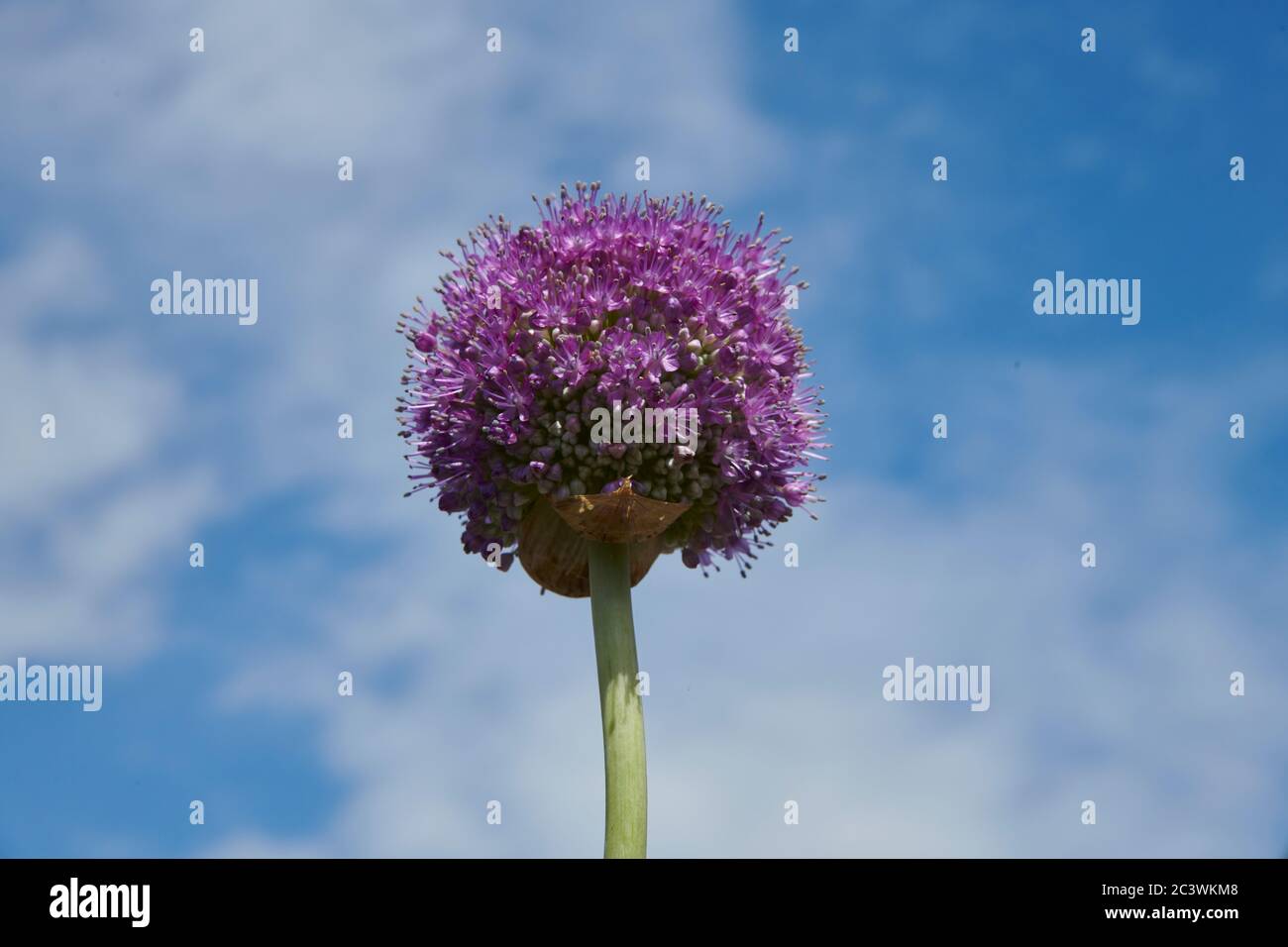 Giant Ornamental Onion flowers (Alium gigantium) Garden plant, East ...