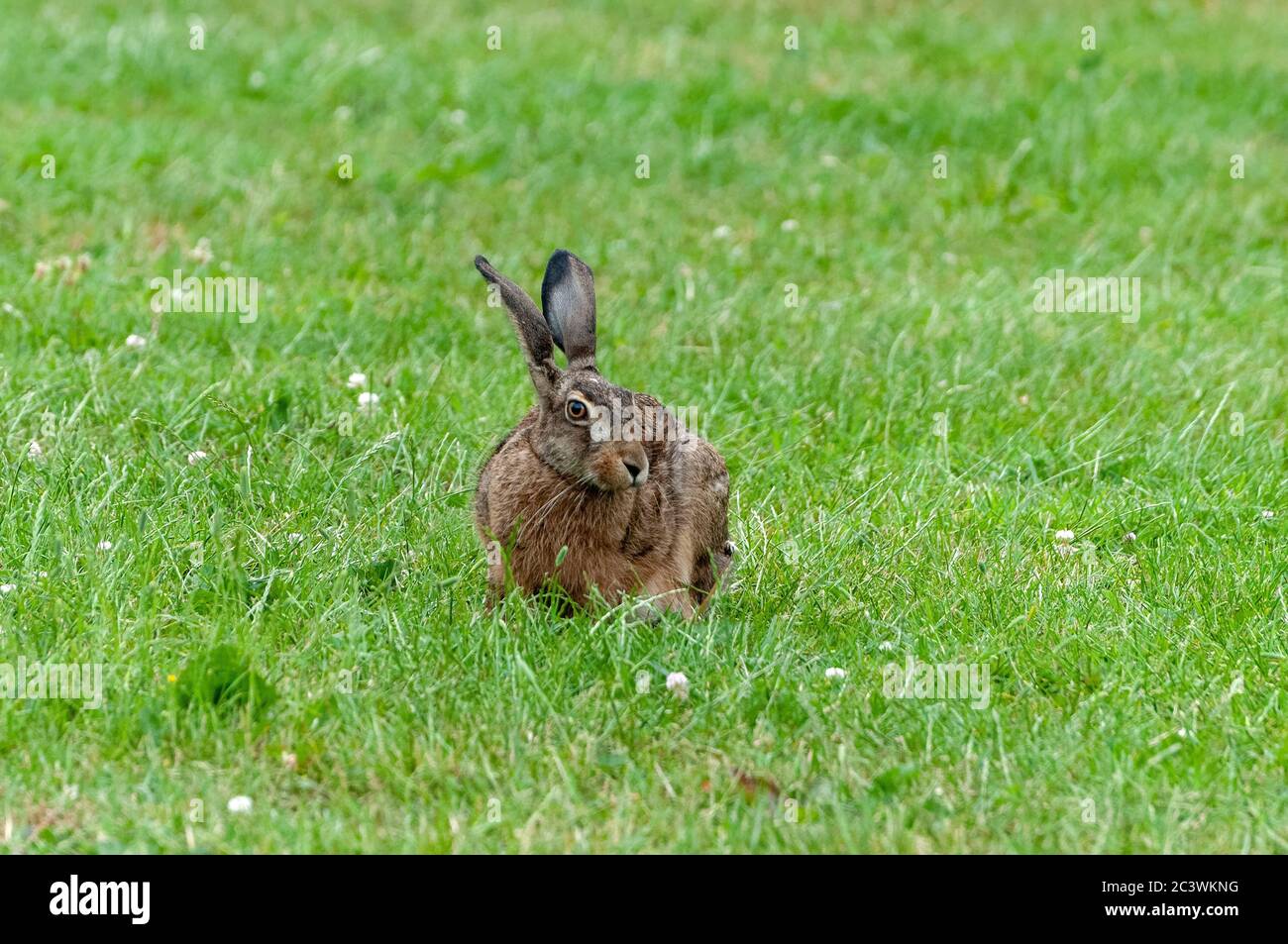Cute hare in the grass Stock Photo - Alamy