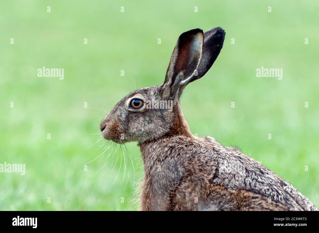 Side view of a brown hare Stock Photo - Alamy