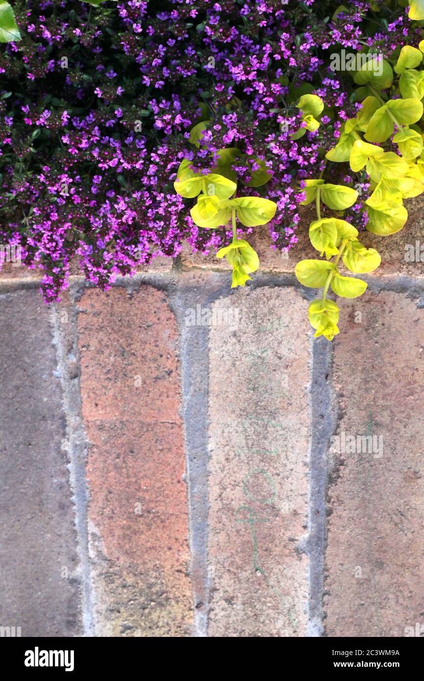 Creeper architecture park wall hi-res stock photography and images - Alamy