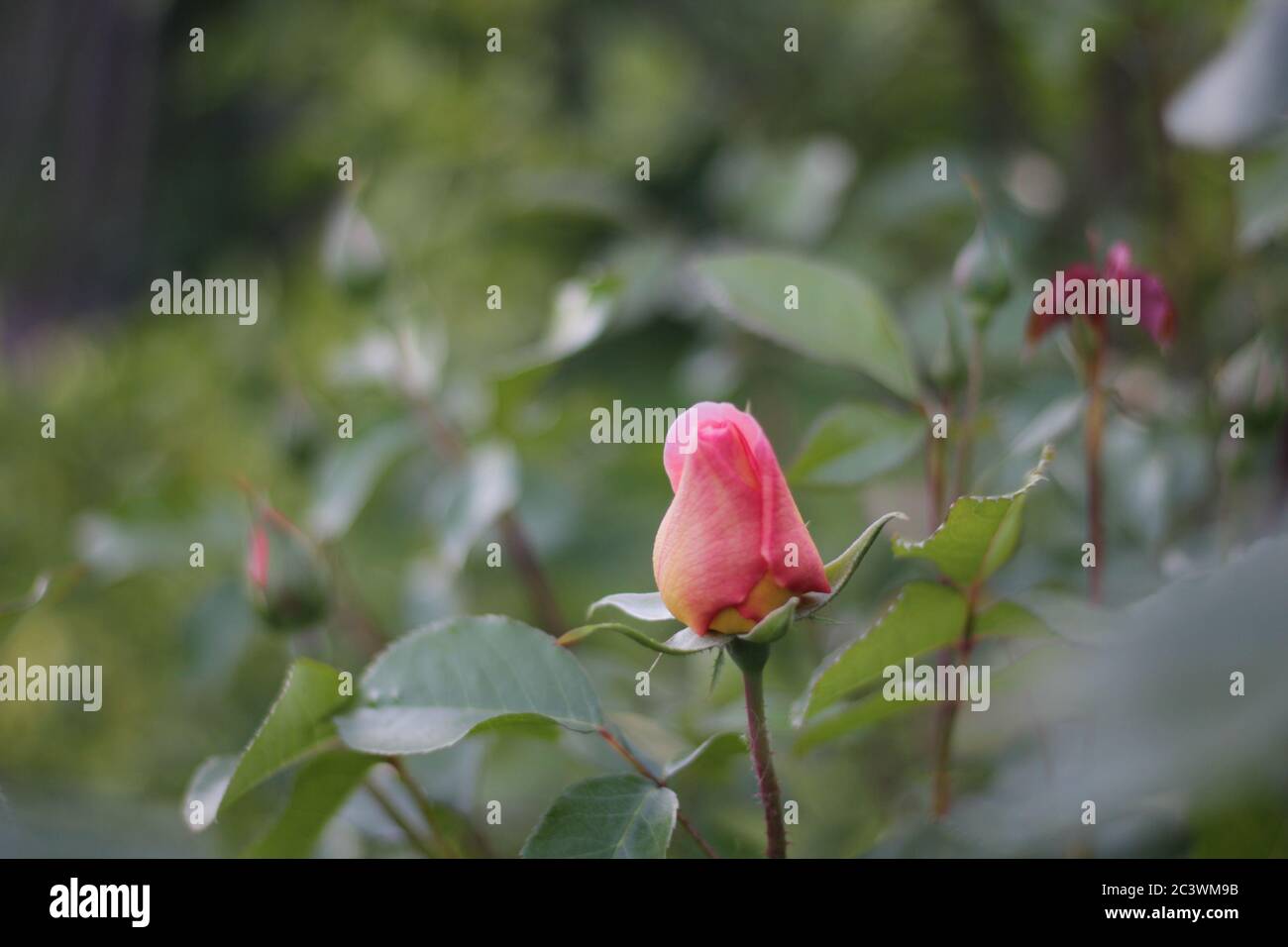 Rosebud natural hi-res stock photography and images - Alamy