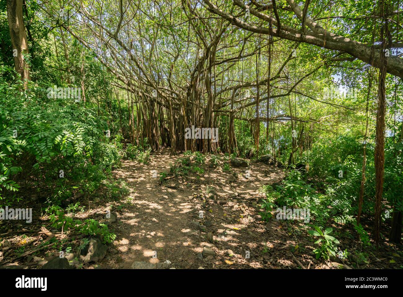 Beautiful huge Banyan tree roots at the Blue Coast Trail, between the ...