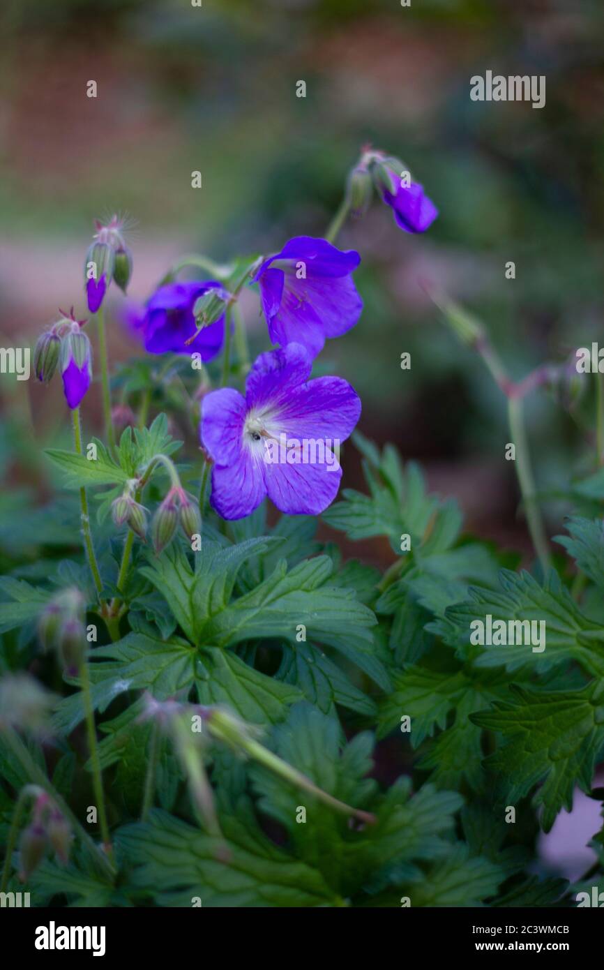 geraniums flowering in summer garden with Stock Photo - Alamy