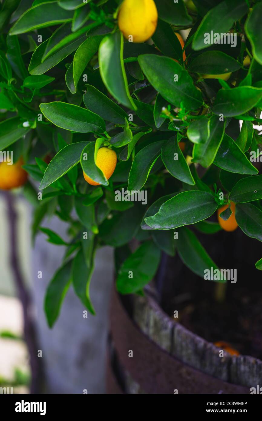 Kinkin hi-res stock photography and images - Alamy