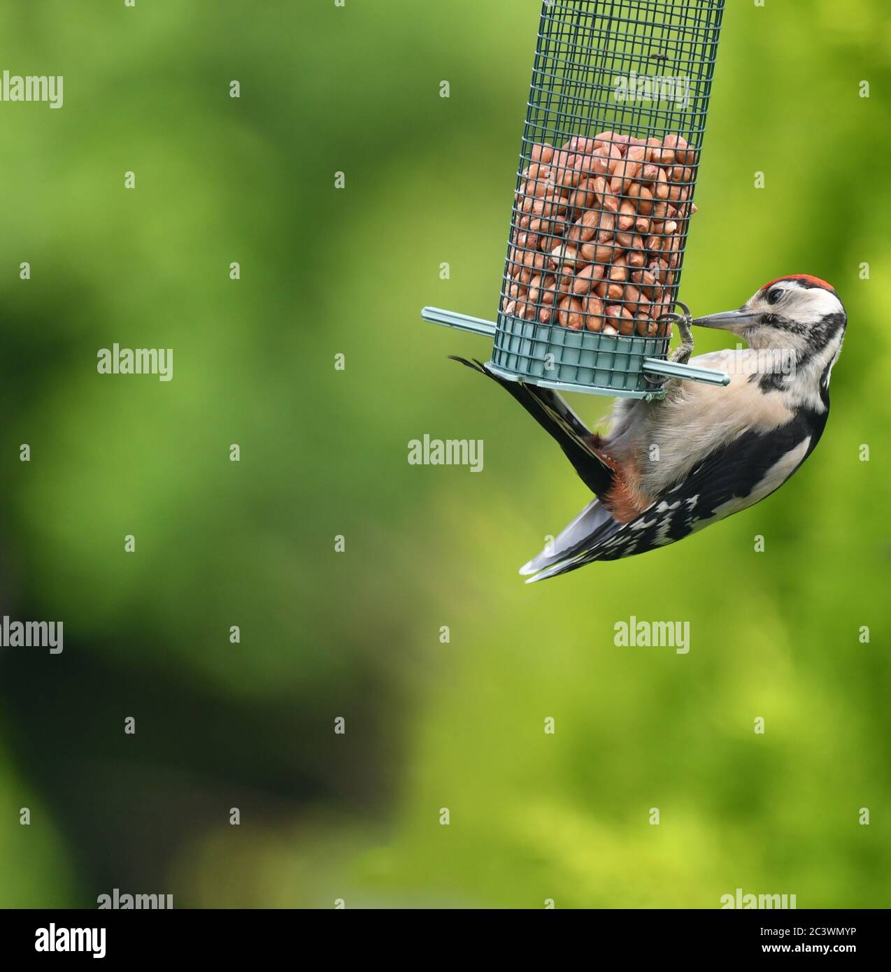 Peanuts from a bird feeder hi-res stock photography and images - Alamy