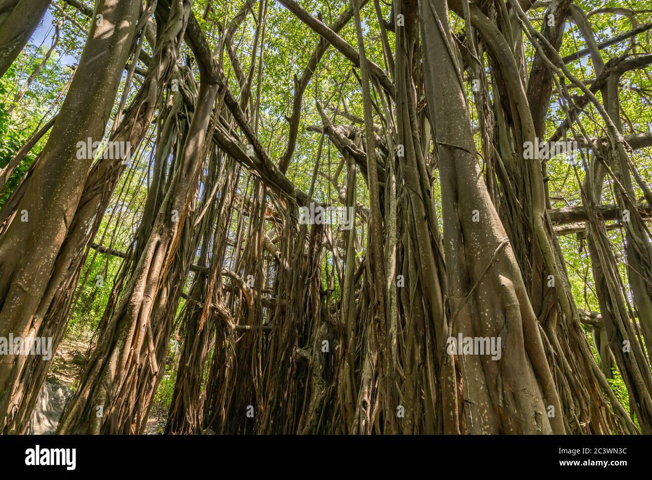 Beautiful huge Banyan tree roots at the Blue Coast Trail, between the ...