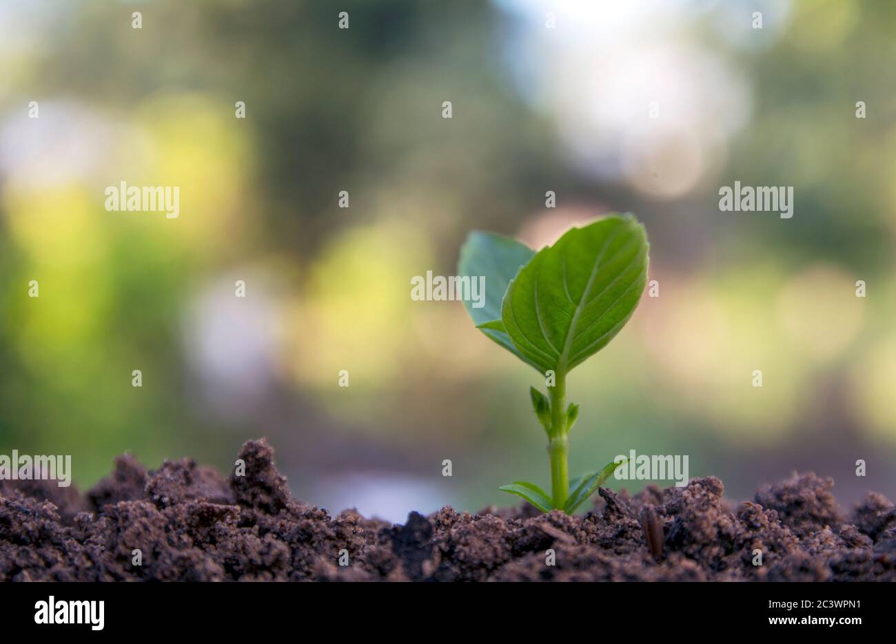 Young Plant Growing In Sunlight, seed to tree Stock Photo - Alamy