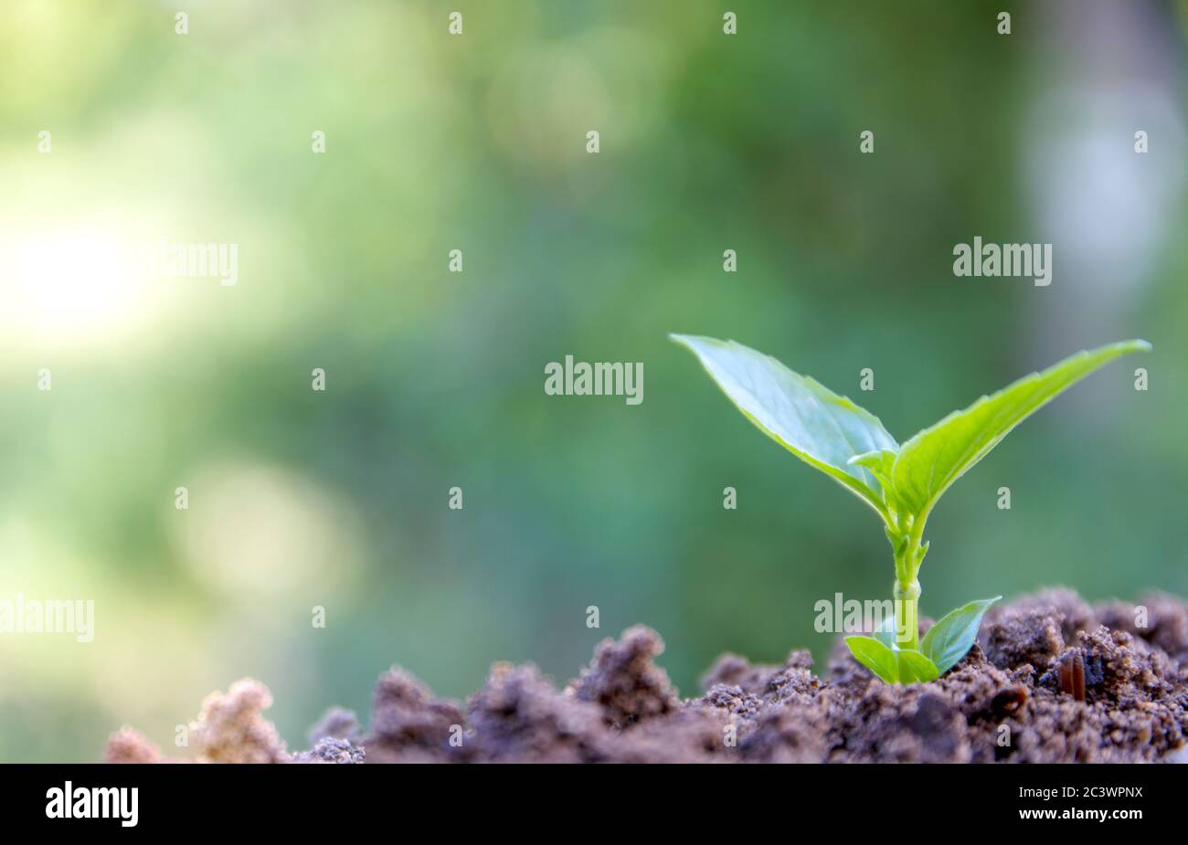 Young Plant Growing In Sunlight, seed to tree Stock Photo - Alamy