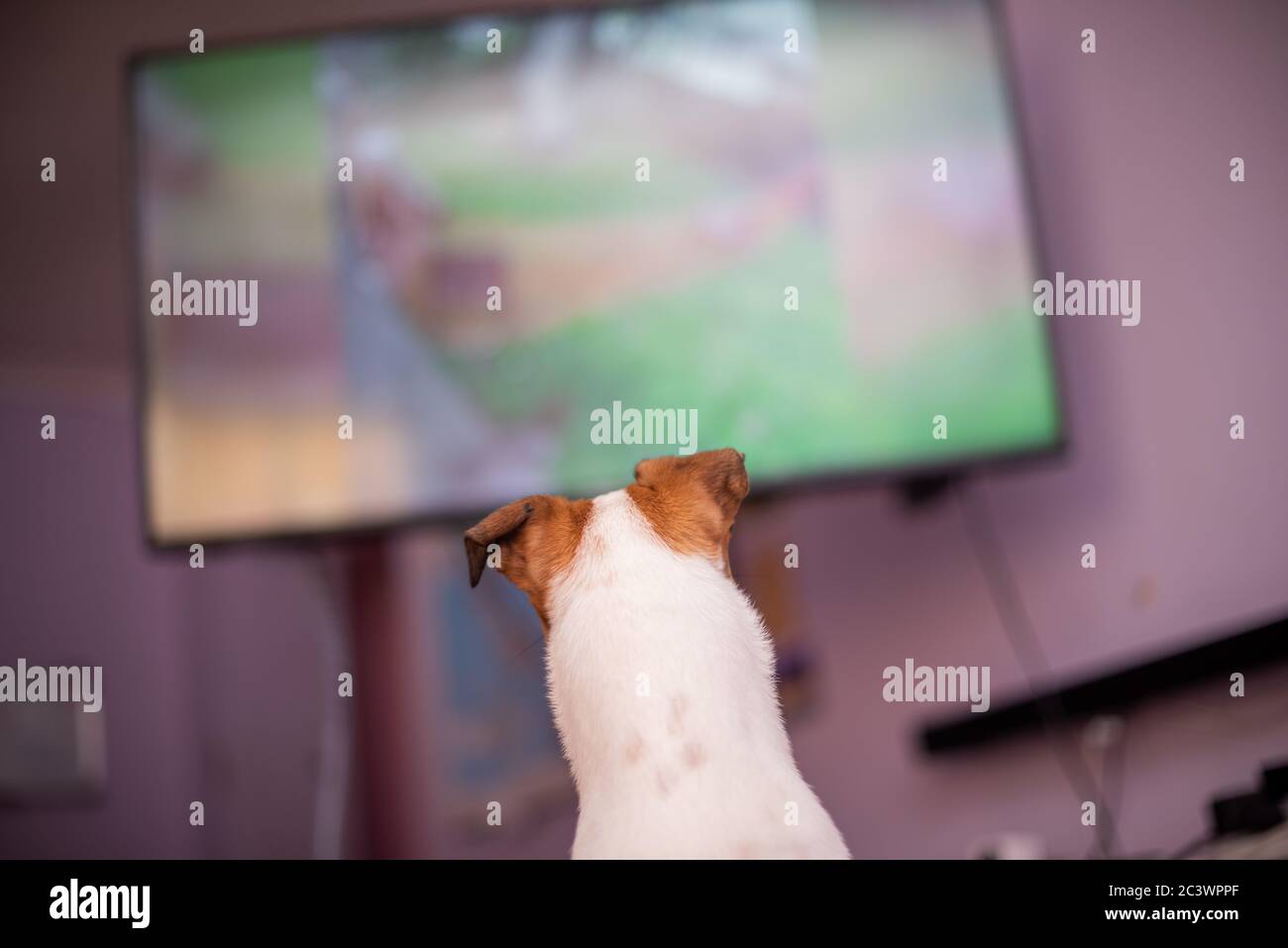 Animal watching tv hi-res stock photography and images - Alamy