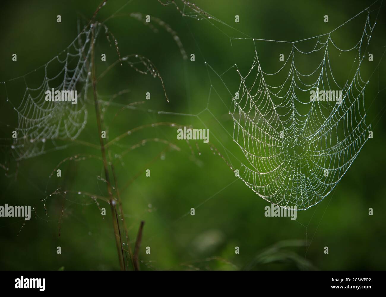 Spider wed in the morning dew Stock Photo - Alamy