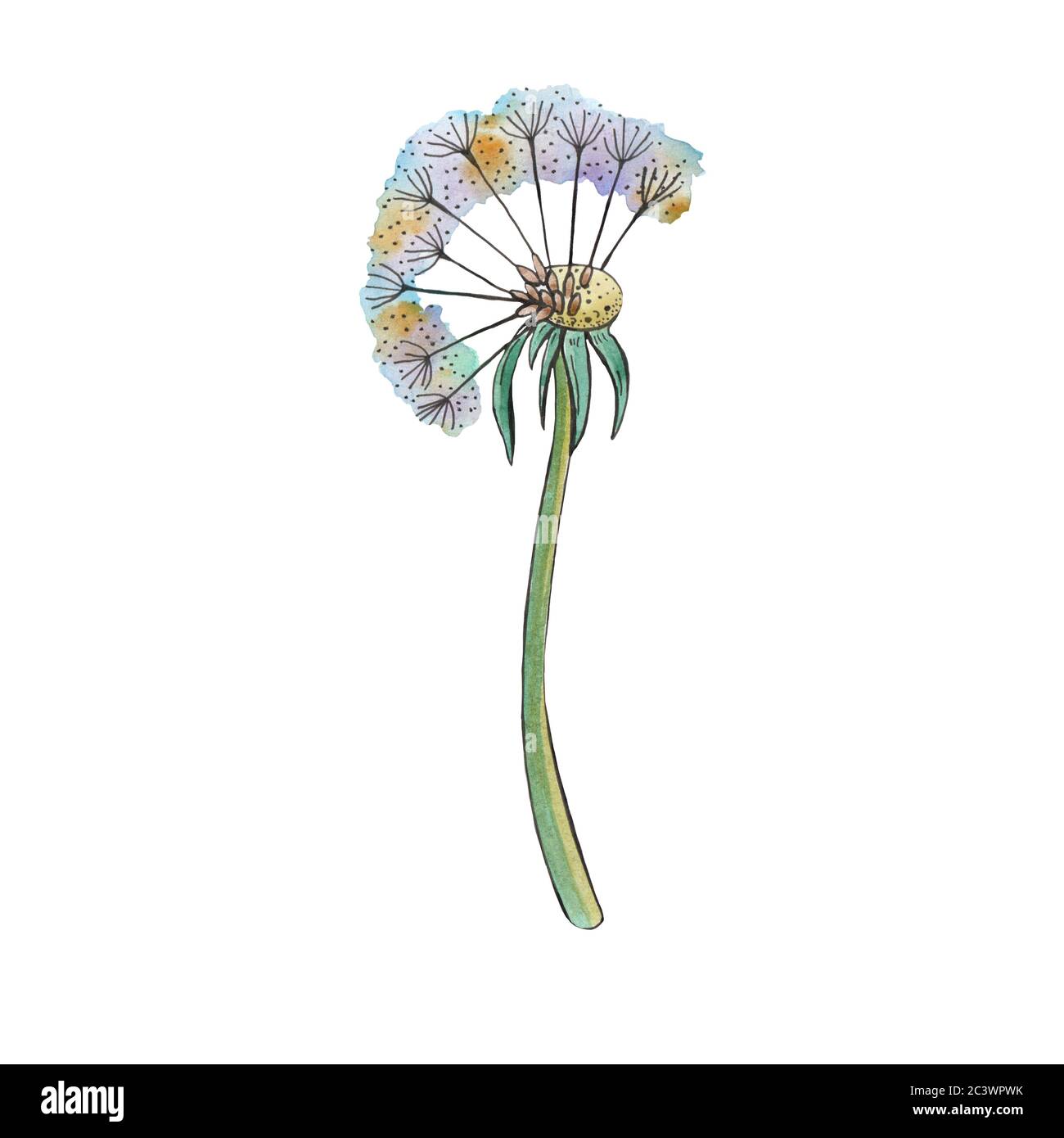 Colorful dandelion painted in watercolor. Incomplete or overblow ...