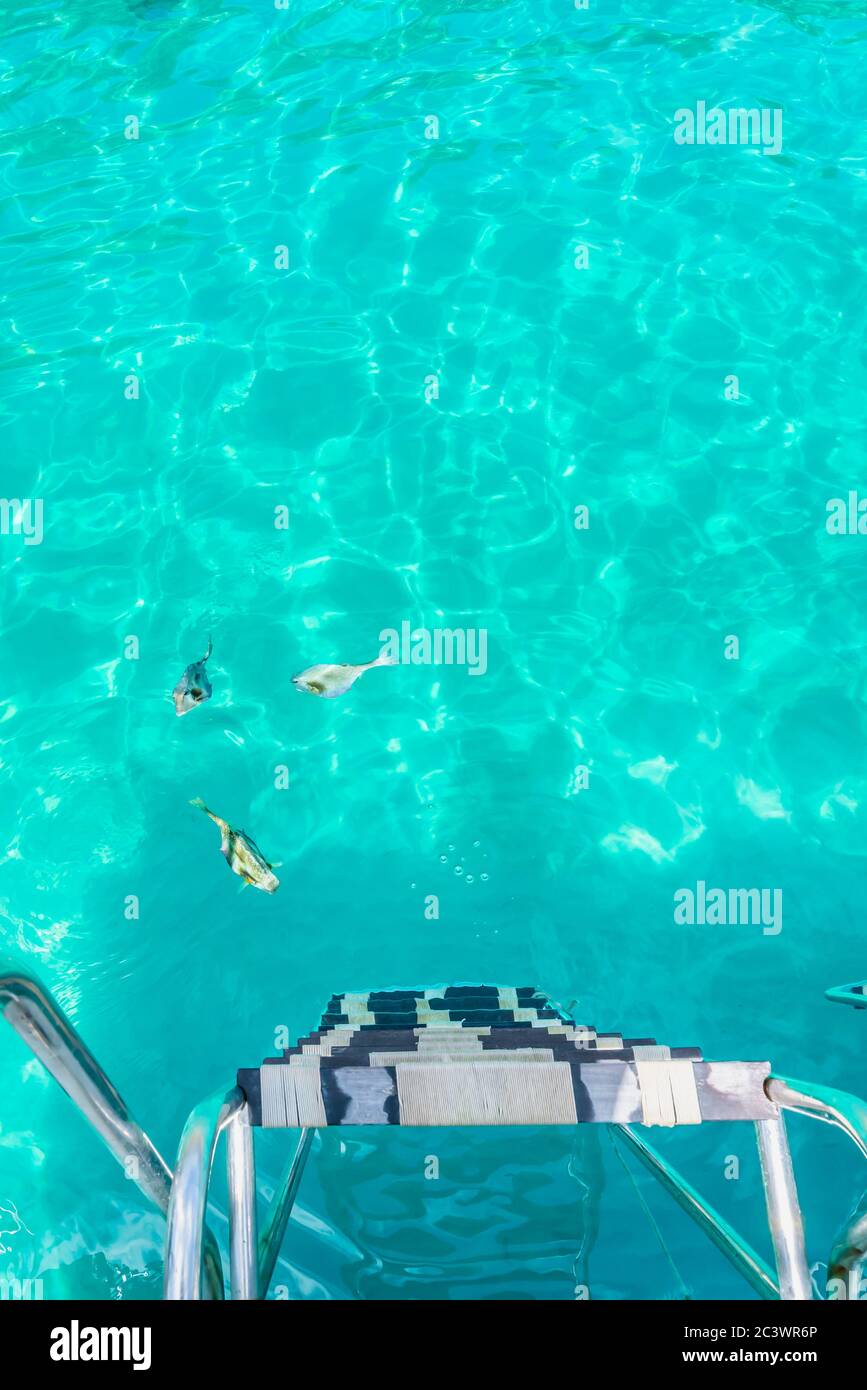 Fernando de noronha fish hi-res stock photography and images - Alamy