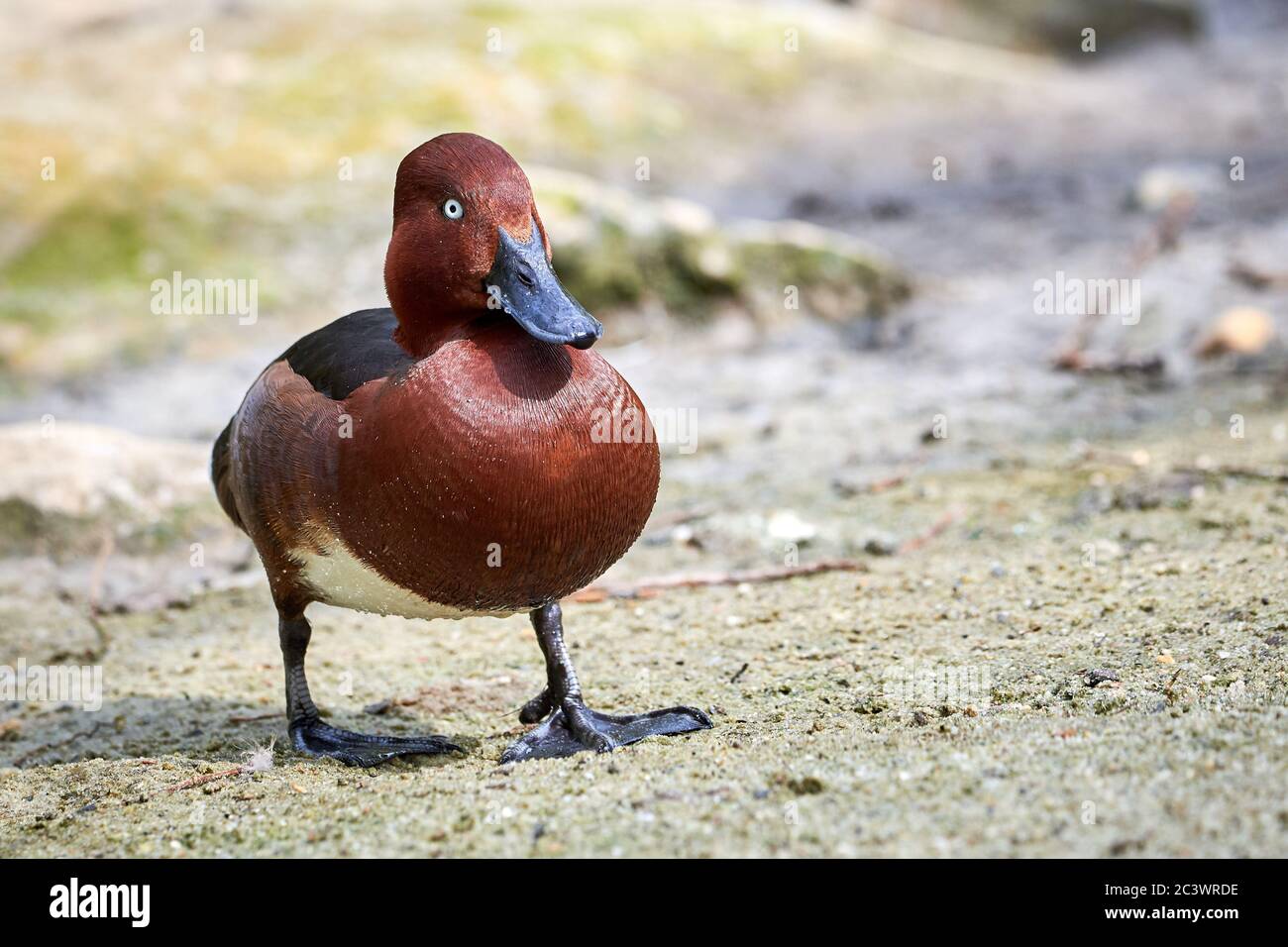 Red eyed duck hi-res stock photography and images - Alamy