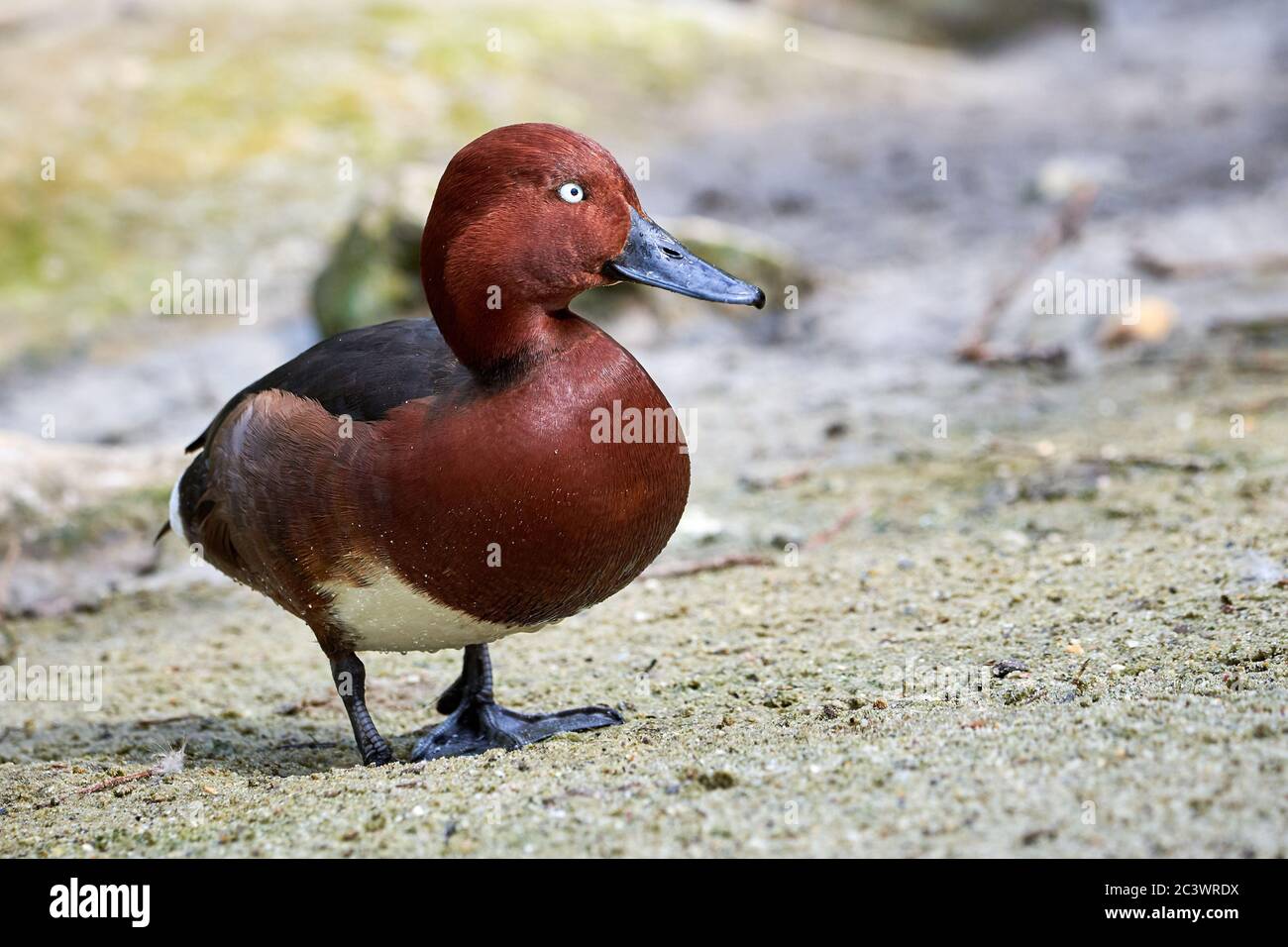 Ferruginous duck aythya nyroca in water hi-res stock photography and ...