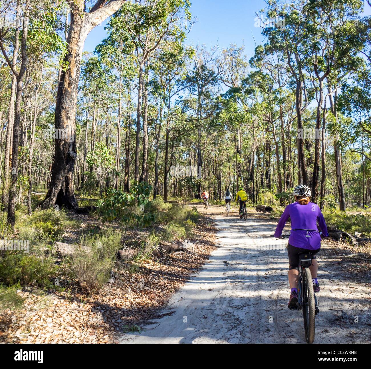 Cyclists riding mountain bikes cycling Old Timberline Trail route ...