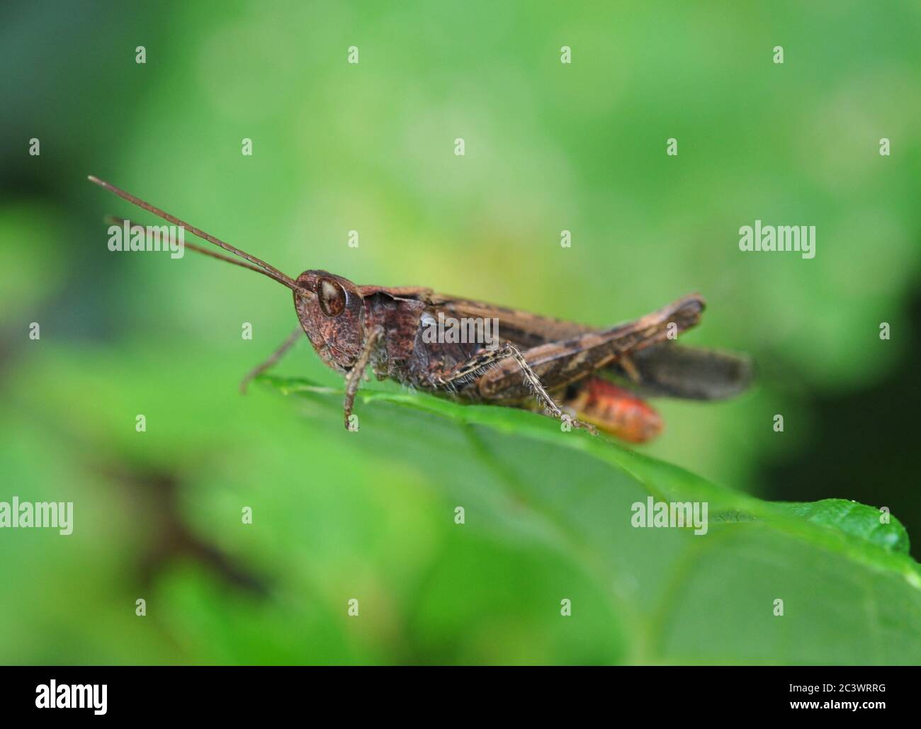 Brown locust hi-res stock photography and images - Alamy