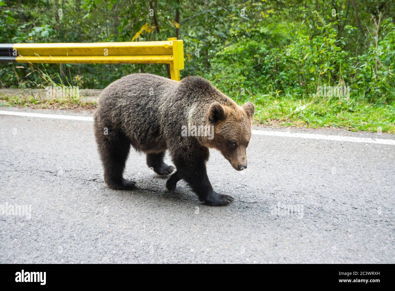 Brown bear standing on a road. Wild animal on road Stock Photo - Alamy