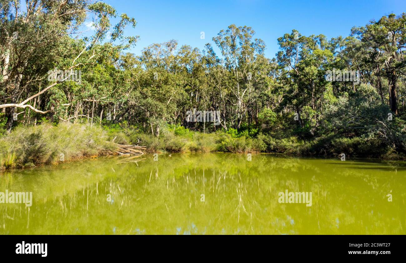 Native Australian eucalyptus trees on the shore of a lake near Nannup ...