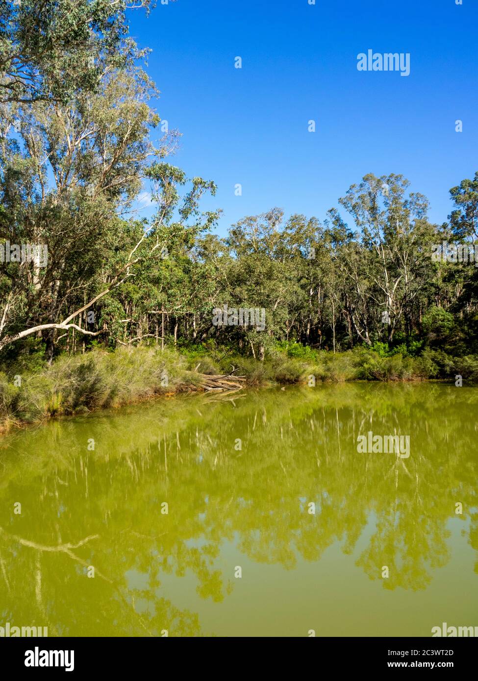 Native Australian eucalyptus trees on the shore of a lake near Nannup ...