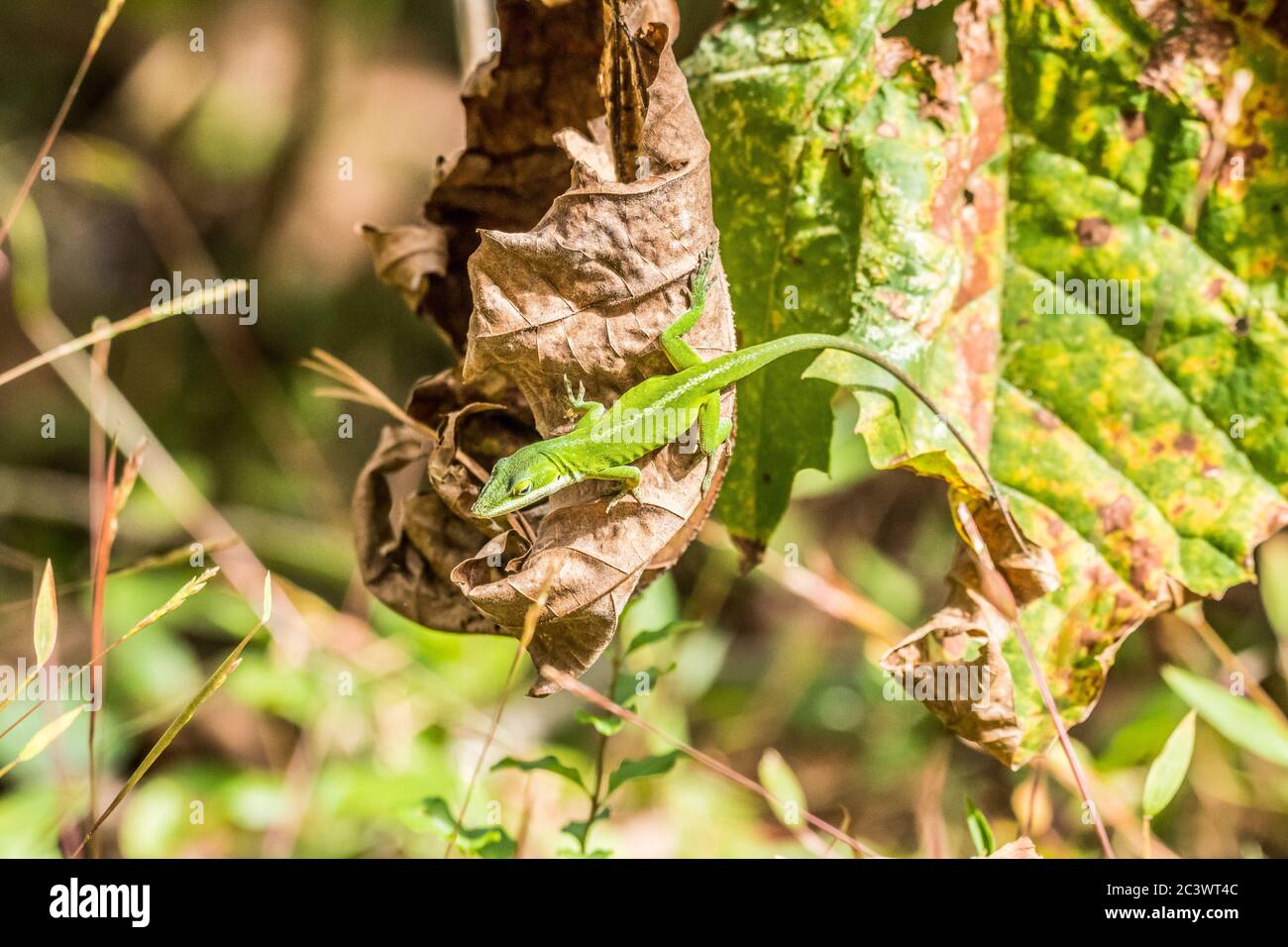 A full size green anole lizard hanging from a decaying leaf looking to ...