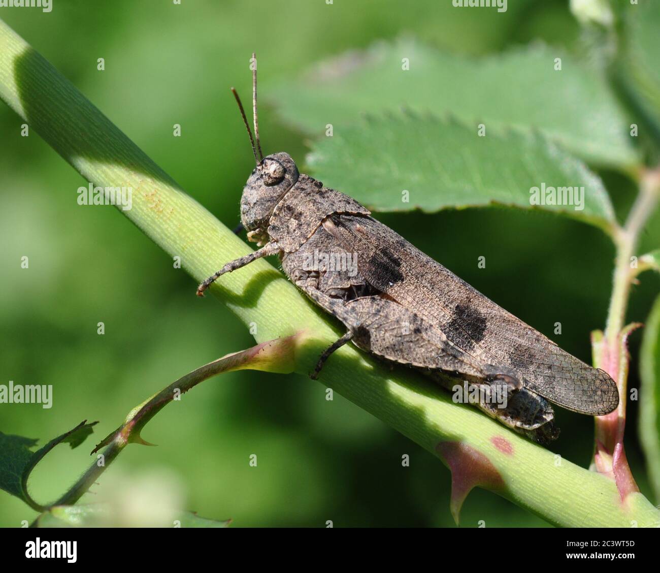 A locust (grasshopper) sits on a stem of a wild rose. Against the ...