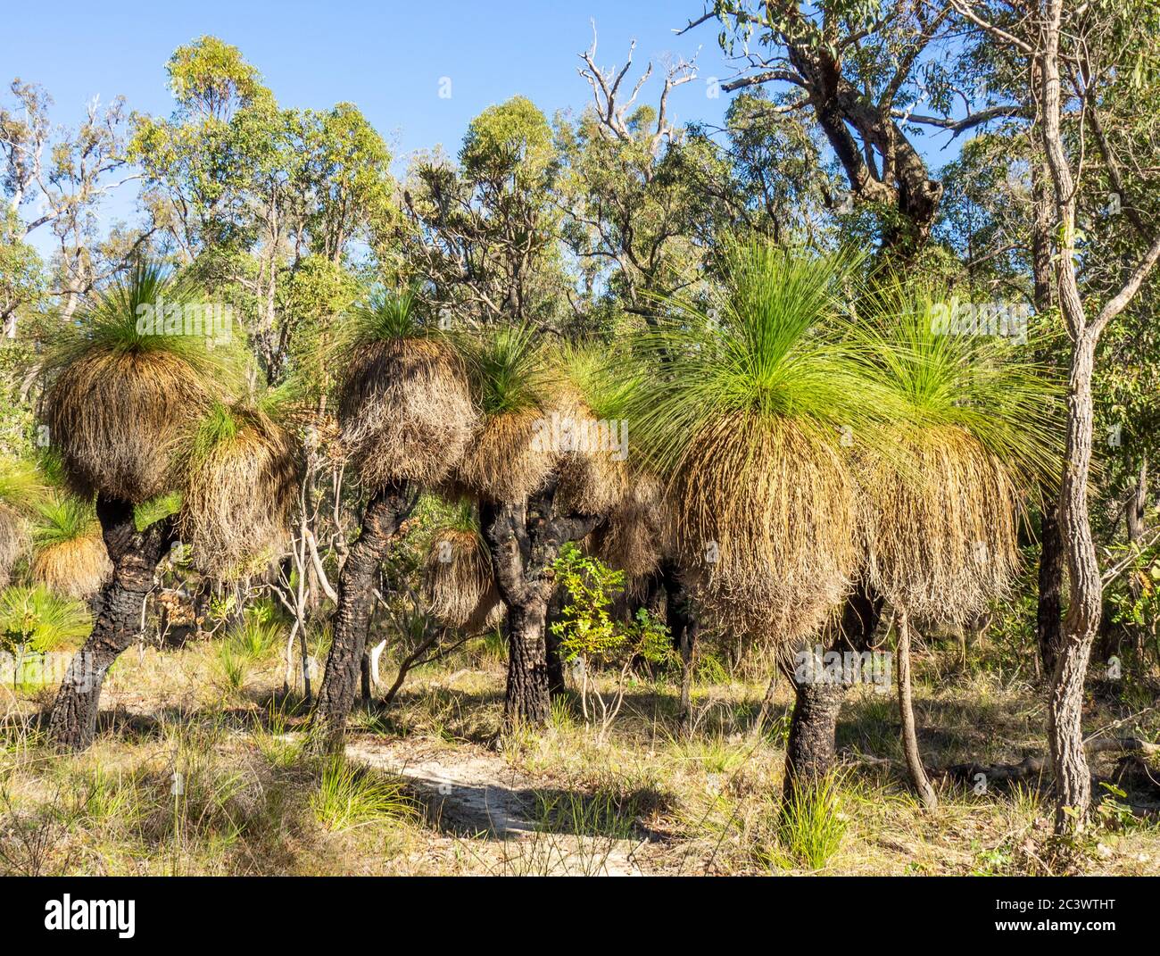 Balga hi-res stock photography and images - Alamy