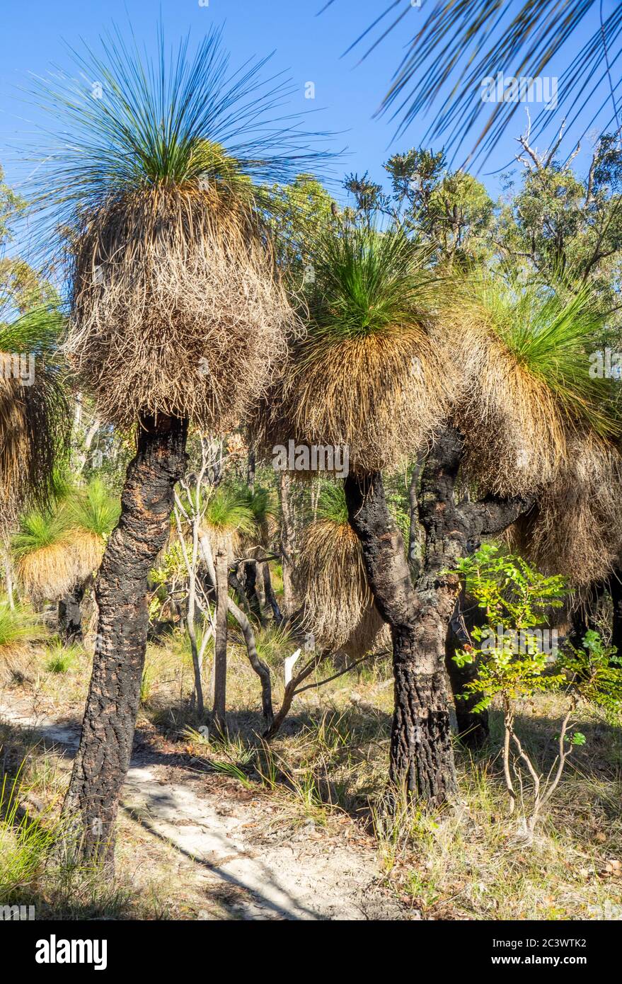 Balga hi-res stock photography and images - Alamy